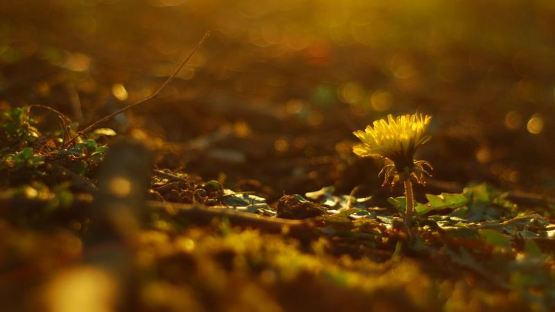 Your pictures: Spring - BBC News
