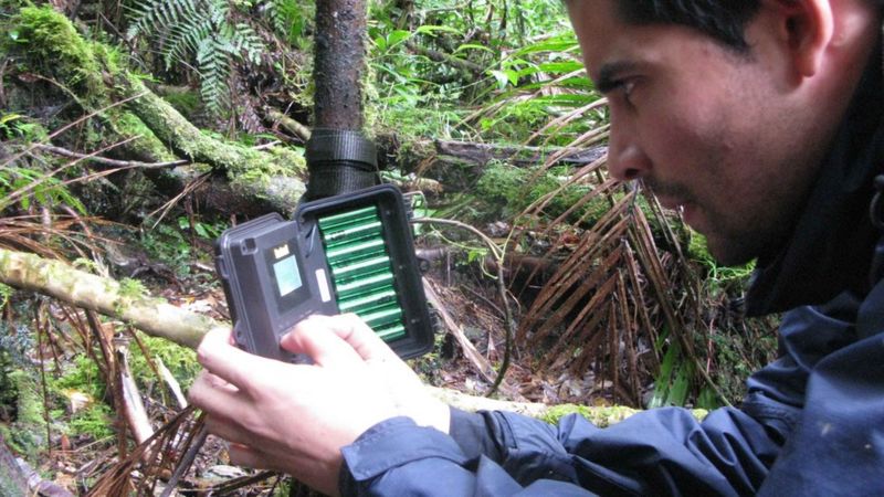 Rare animals caught on camera for the first time - BBC Newsround