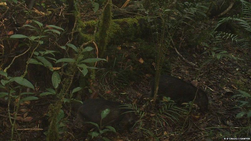 Rare animals caught on camera for the first time - BBC Newsround