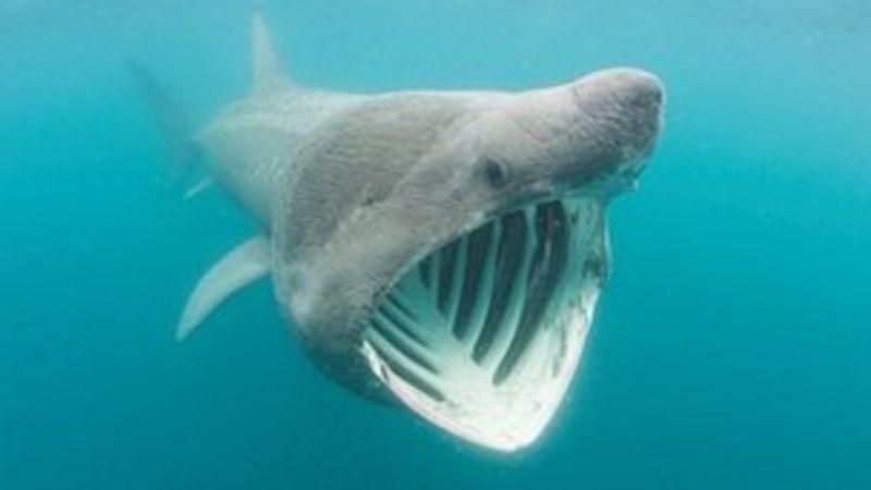 'First' Basking sharks spotted in Manx waters - BBC News