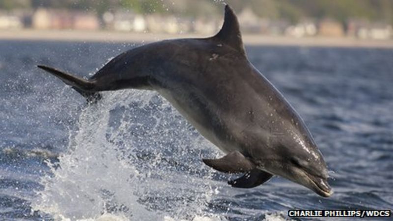 Most northerly bottlenose dolphin population 'stable' - BBC News