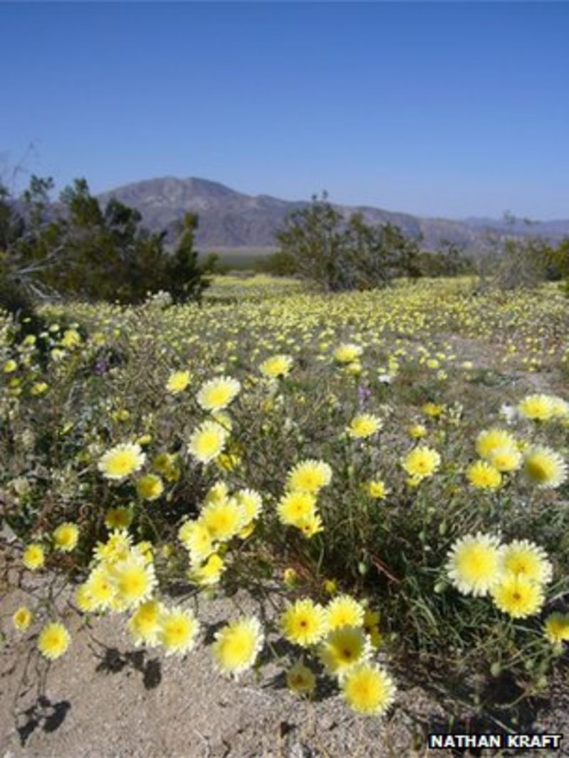 Plants flower faster than climate change models predict - BBC News