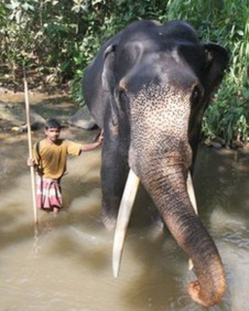 Sanctuary or ceremony for Sri Lanka's elephants? - BBC News