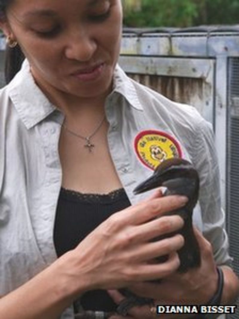 Battling the brown tree snake in Guam - BBC News