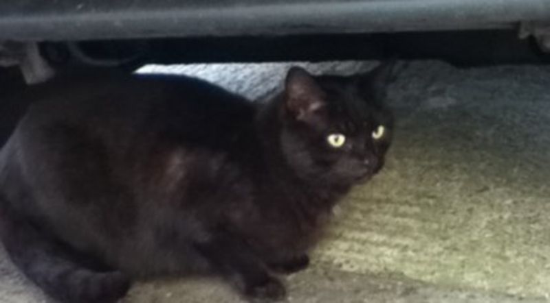 Are your pets as talented as Pudsey? - BBC Newsround