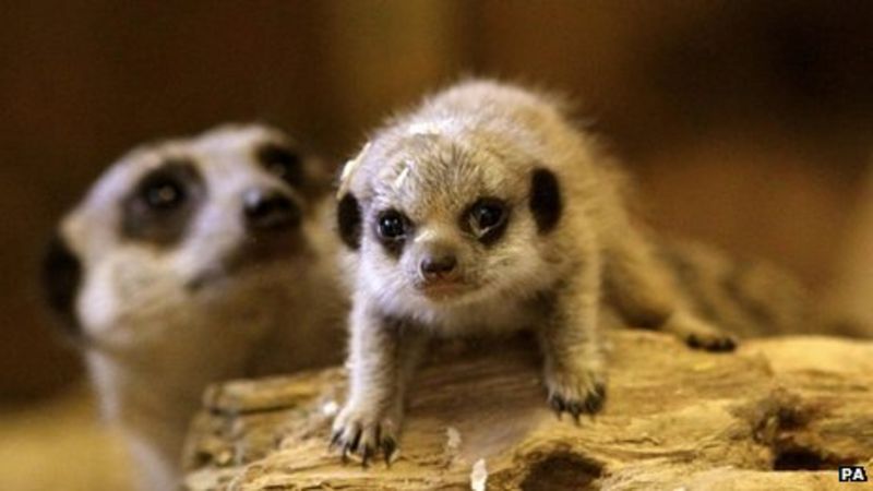 Meerkat survival 'threatened by inbreeding' - BBC News