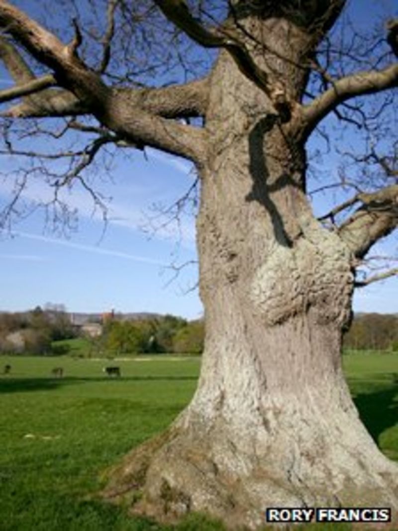 Ancient Welsh trees need more protection, says Coed Cadw - BBC News