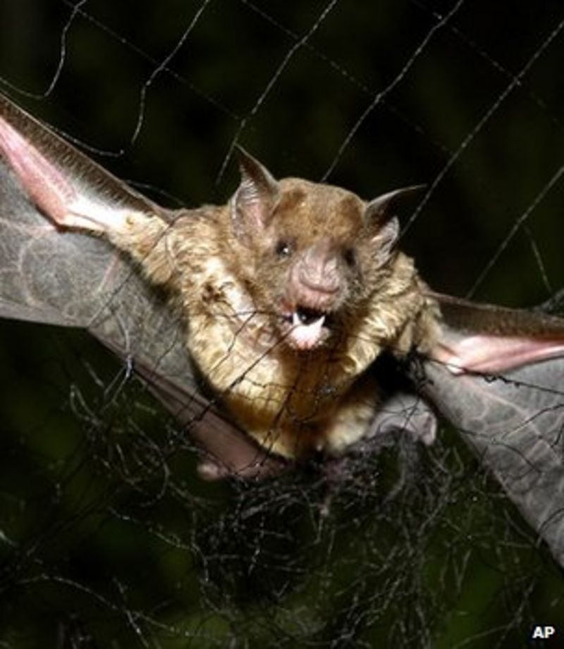 Culling bats does not halt rabies, says report - BBC News