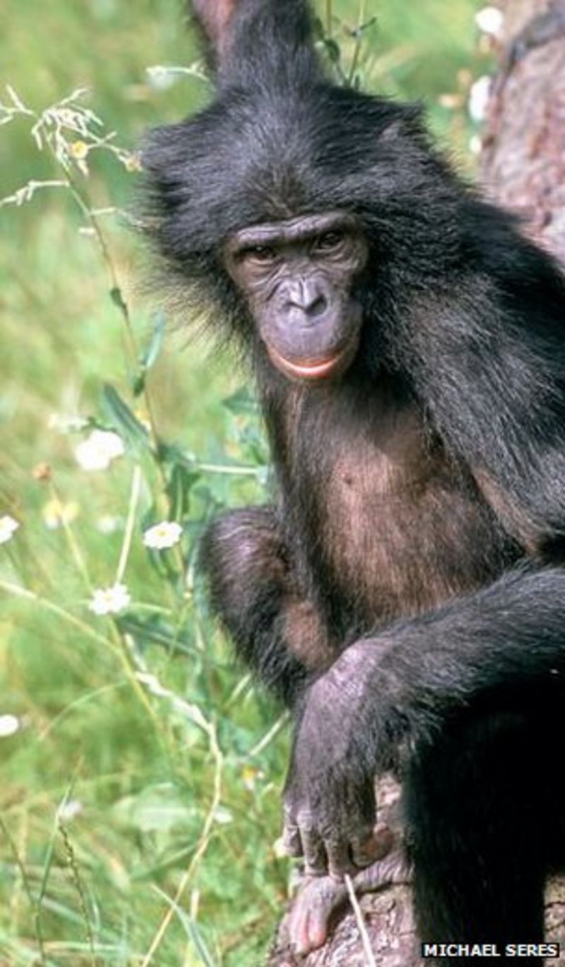 Bonobo's genetic code laid bare - BBC News
