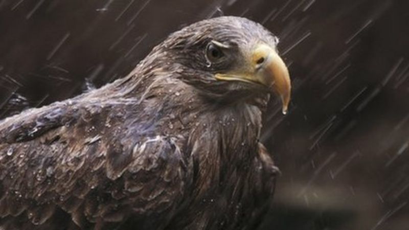 Sea eagle numbers in Scotland predicted to soar - BBC News