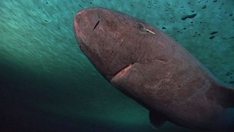 World's slowest shark has to hunt sleeping seals - BBC Newsround