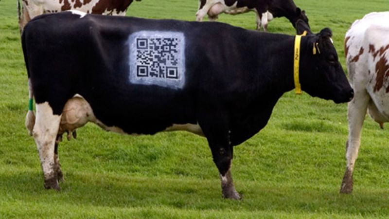 Denmark pioneers hi-tech graveyard memorials with QR code - BBC News