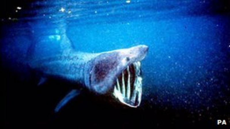 More basking sharks spotted off Cornwall - BBC News