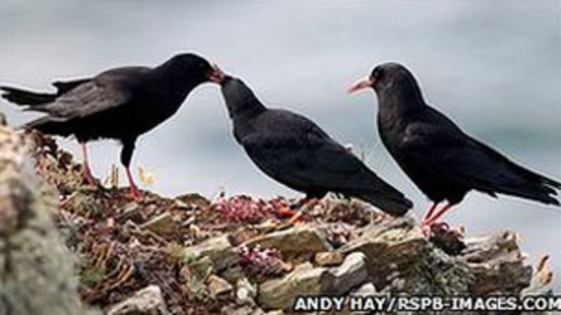Cornish choughs returned from Republic of Ireland: Study - BBC News