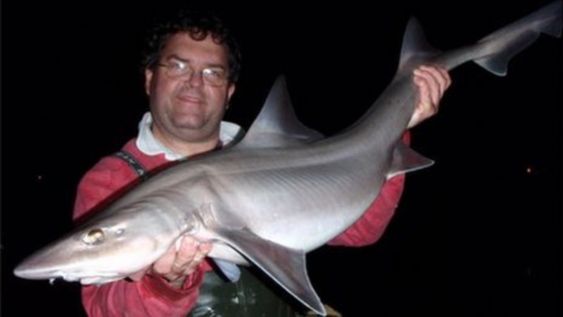 Smooth-hound shark numbers rise off Lincolnshire coast - BBC News