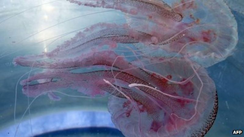 Jellyfish invade Spain's Costa del Sol - BBC News
