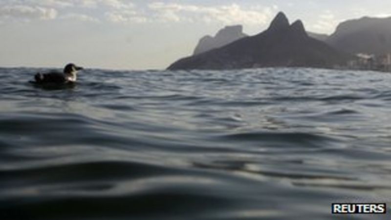 Brazil biologists investigate penguin deaths - BBC News