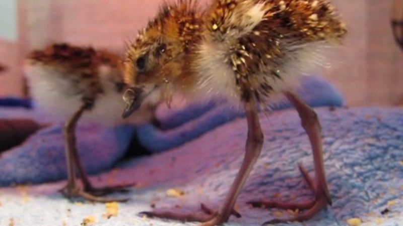 Rare spoon-billed sandpiper chicks hatched in captivity - BBC News
