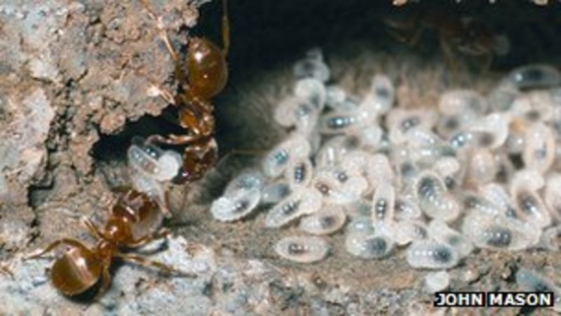 'Spectacular' Glenmoriston ant nests protected - BBC News