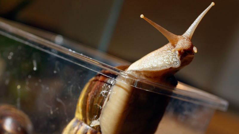 Sixty-seven giant snails seized at LA airport - BBC News