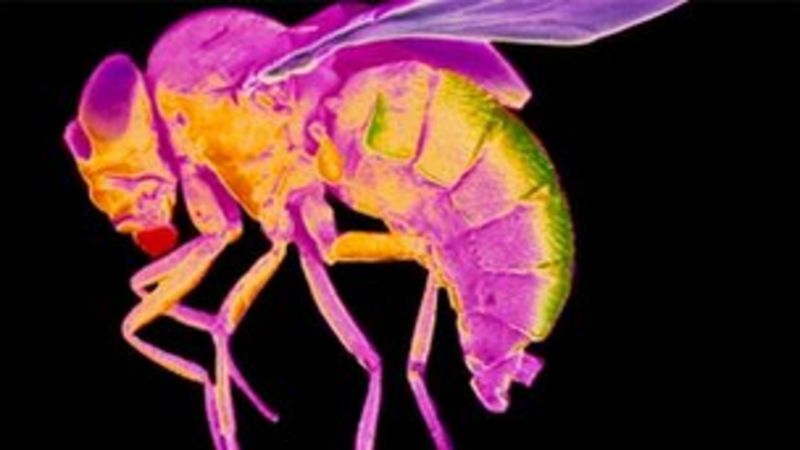 Fruit flies offer DNA clue to why women live longer - BBC News