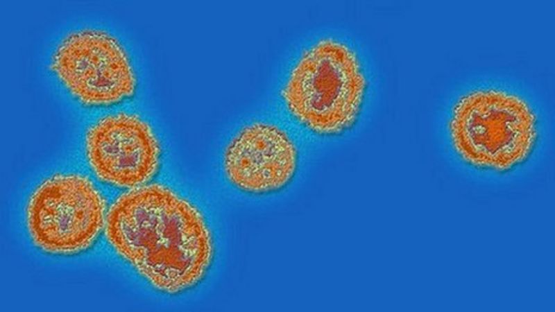 Lethal snake viruses identified - BBC News