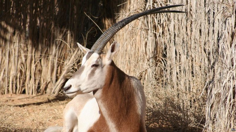 Pictures: UK zoos save species from extinction - BBC Newsround