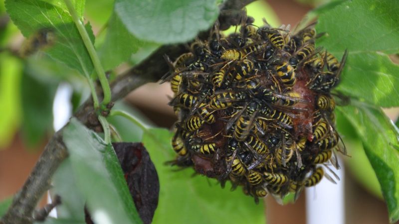 Your pictures of Scotland: 17 - 24 August - BBC News