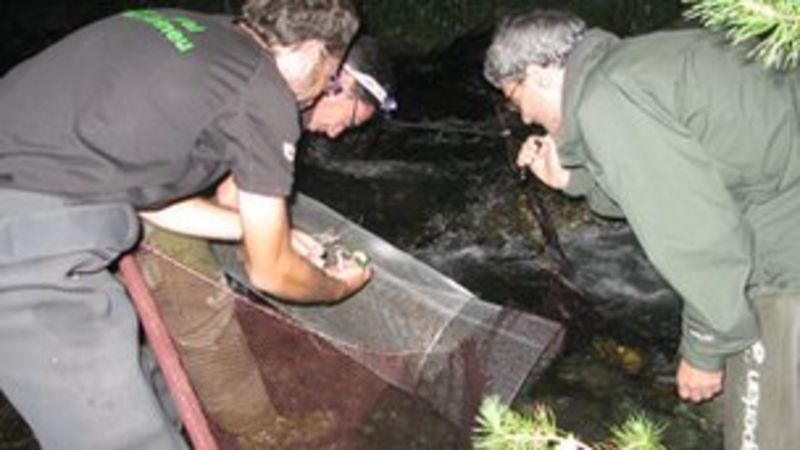 Pyrenean desman: On the trail of Europe's weirdest beast - BBC News