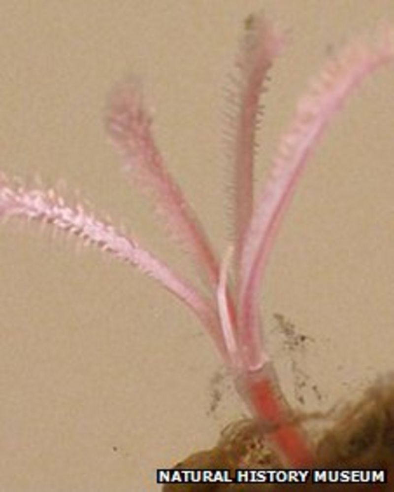 Scottish deep sea 'zombie worms' whale study suggested - BBC News