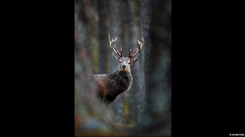 British Wildlife Photography Award 2012 winners - BBC Newsround