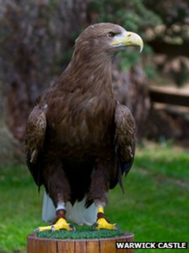 Warwick Castle bird of prey flies off during display - BBC News