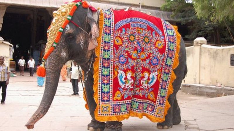 Indian elephant creates own art - BBC News