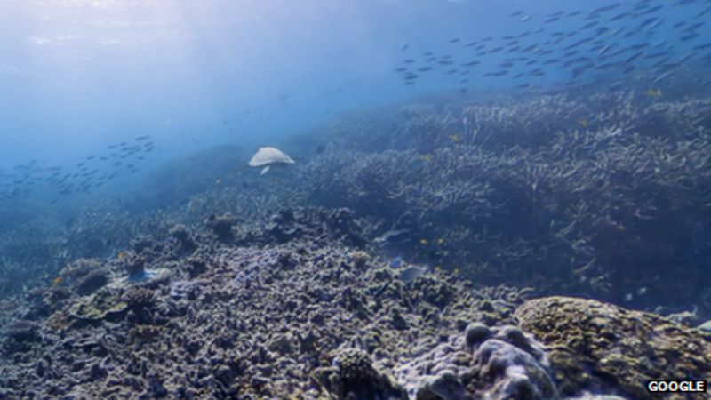 Google adds coral reef panoramas to Street View maps - BBC News