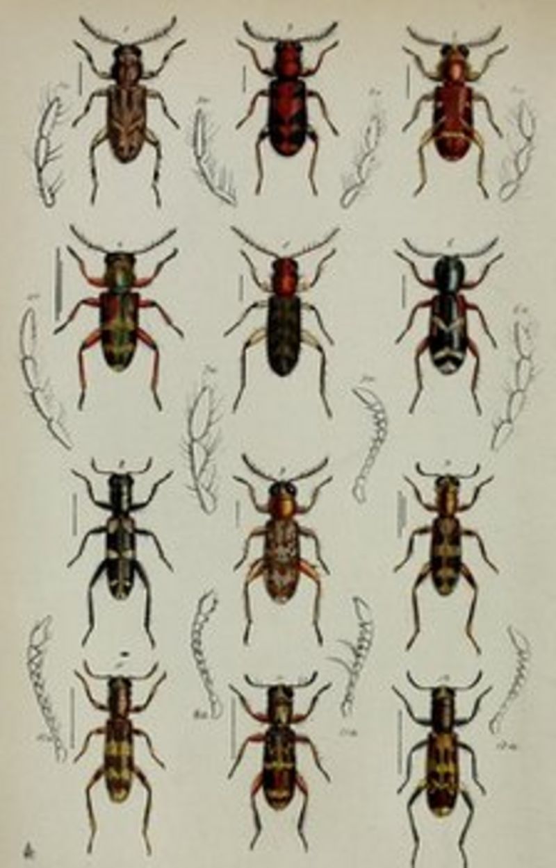 Evolution theorist Alfred Russel Wallace goes online - BBC News