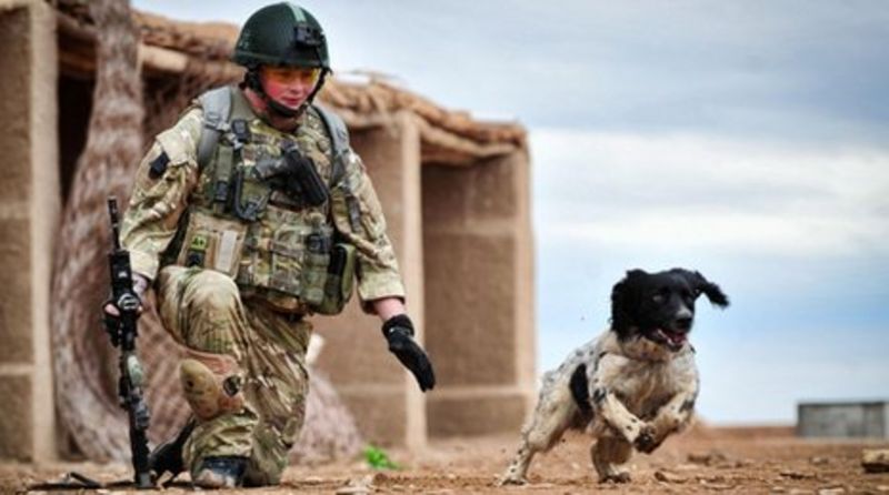 Army dog killed in Afghanistan given posthumous medal - BBC News
