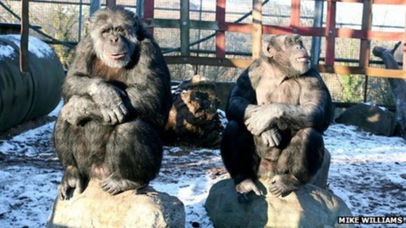 Wales Ape and Monkey Sanctuary: Pair give refuge to unwanted primates ...