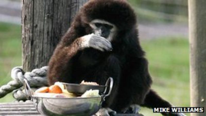 Wales Ape and Monkey Sanctuary: Pair give refuge to unwanted primates ...