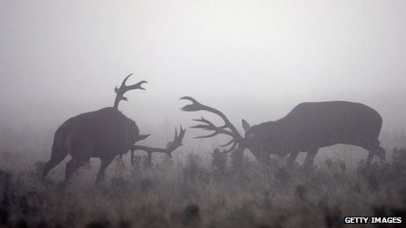 Concern over culling of red deer - BBC News