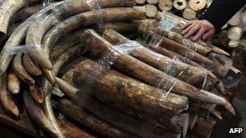 Kenya hunts ivory poachers after elephant family killed - BBC News