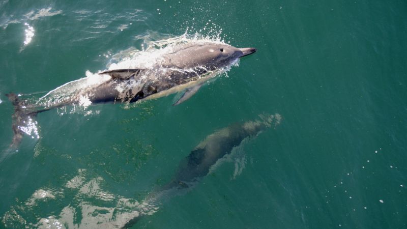 Dolphin 'superpod' sighting off Pembrokeshire - BBC News