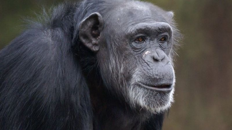 Ebola and ethics: Is animal welfare killing wild apes? - BBC News