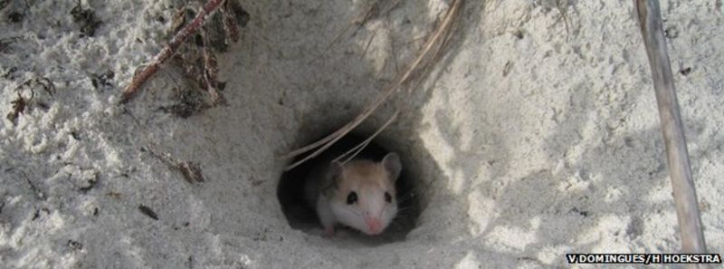 Mouse burrowing 'in their genes' - BBC News