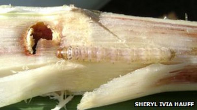 Wasps v moths: Biocontrol uses nature against crop pests - BBC News