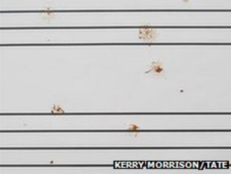 Birds make music with bum notes - BBC News