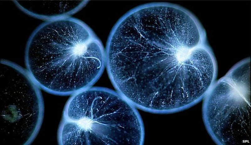 The light fantastic: Harnessing Nature's glow - BBC News