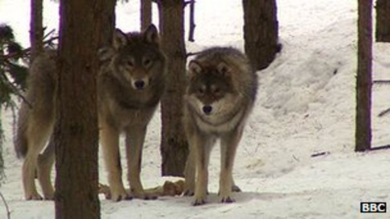 Sweden wolf cull divides wilderness opinion - BBC News