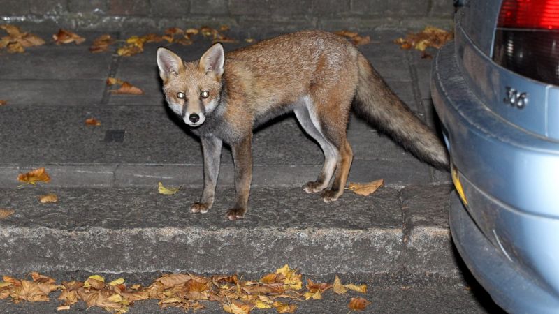 Fox behind Leeds footwear theft crimewave - BBC News