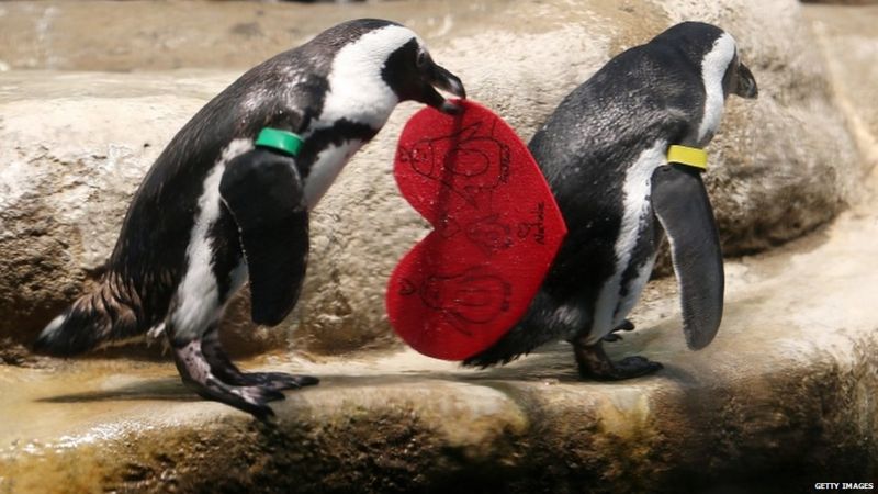 Zoo animals celebrate Valentine's Day - BBC Newsround