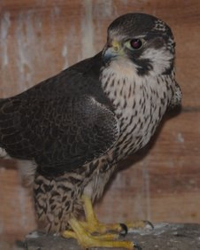 Injured peregrine falcon released back into the wild - BBC News